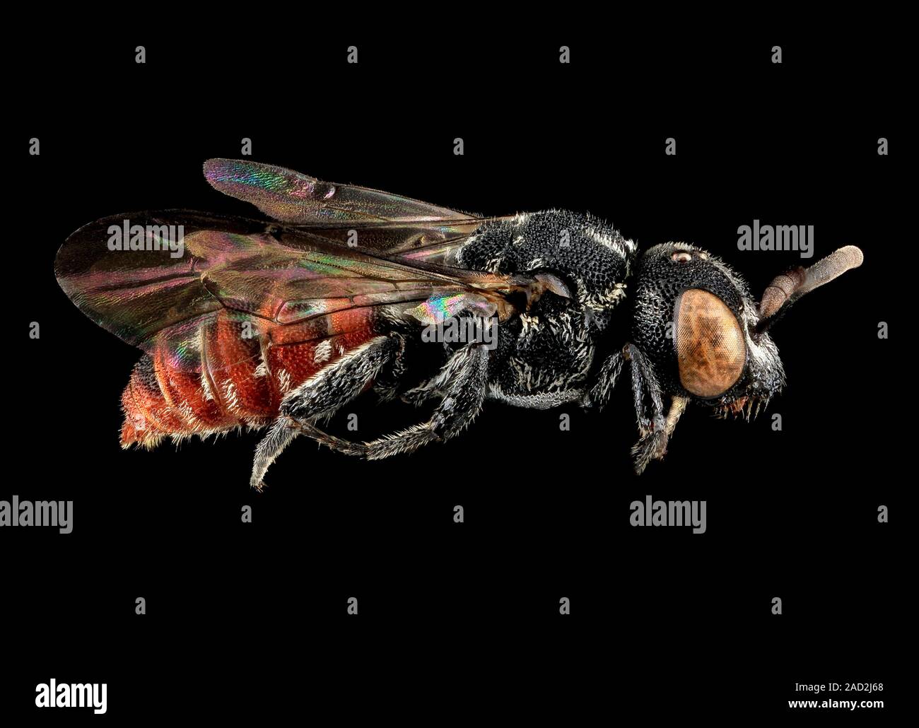 Cuckoo bee. Macrophotograph of a cuckoo bee (Holcopasites calliopsidis ...