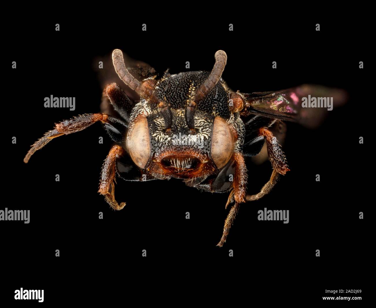 Cuckoo bee. Macrophotograph of the head of a cuckoo bee (Holcopasites ...