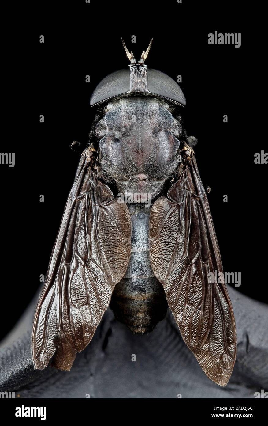 Black horse fly. Macrophotograph of a black horse fly (Tabanus atratus ...