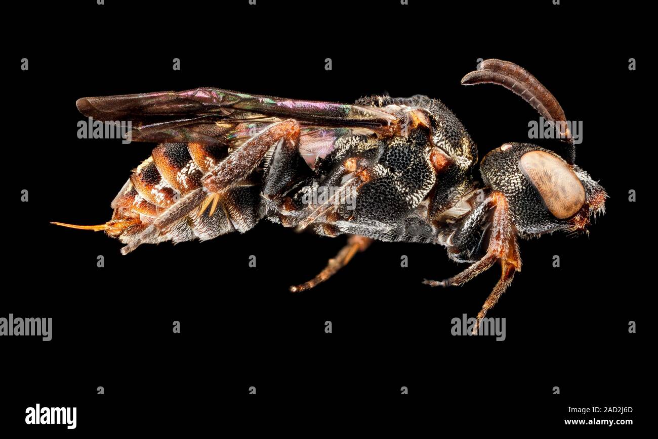 Cuckoo bee. Macrophotograph of a cuckoo bee (Holcopasites heliopsis ...