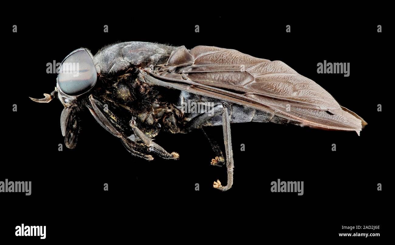 Black horse fly. Macrophotograph of a black horse fly (Tabanus atratus ...