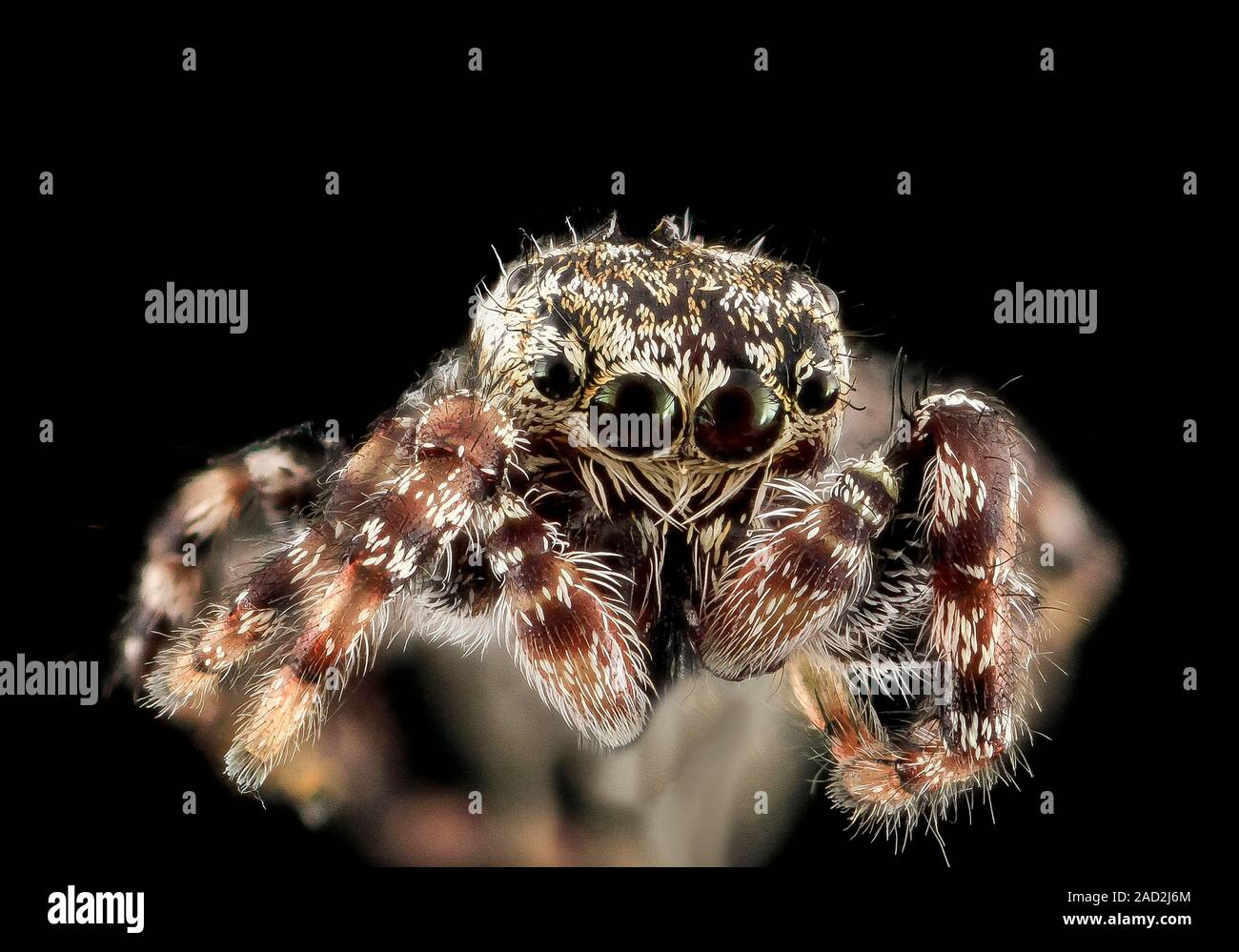 Jumping spider. Macrophotograph of a jumping spider (family Salticidae ...