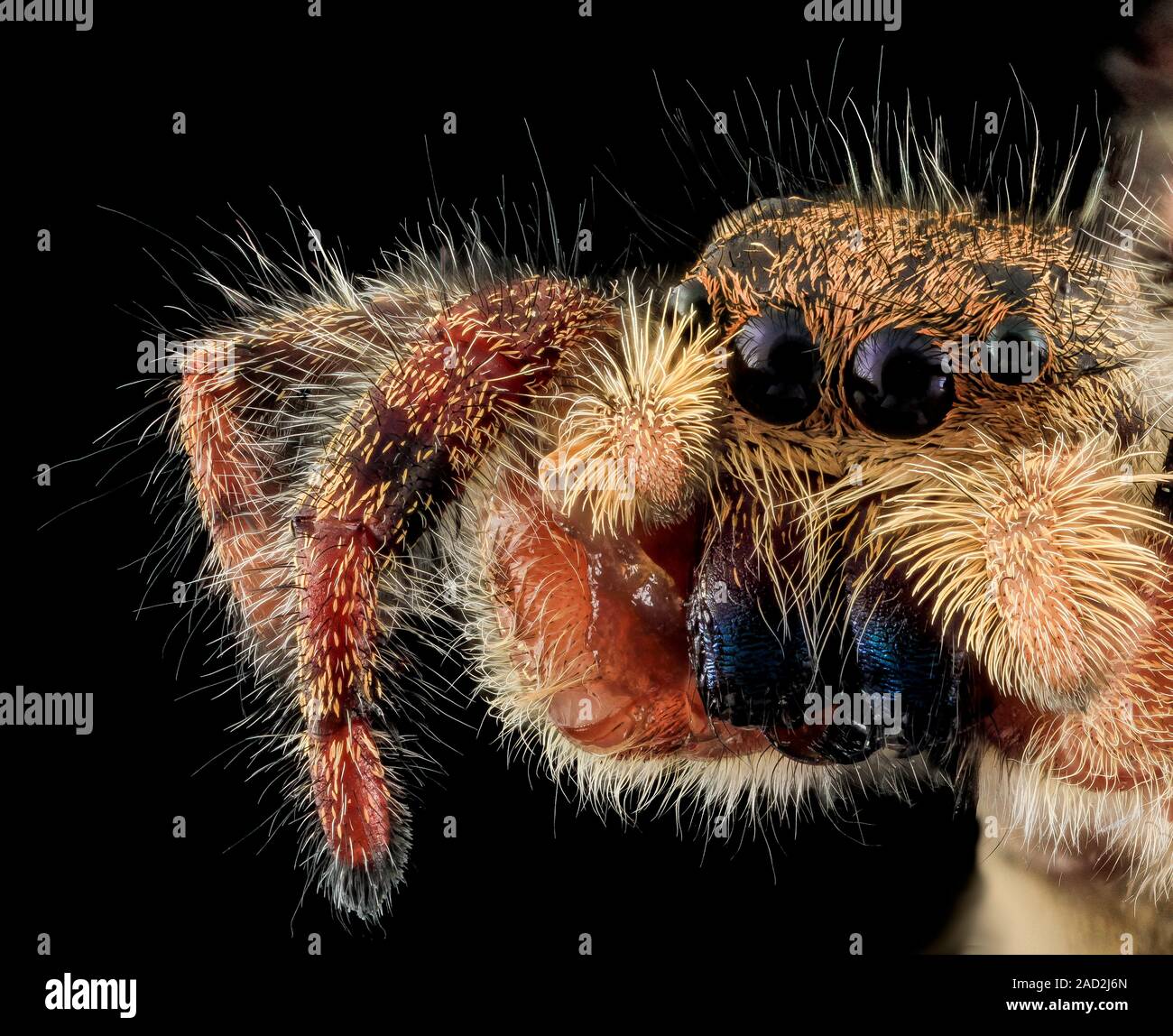 Jumping spider. Macrophotograph of a jumping spider (family Salticidae ...