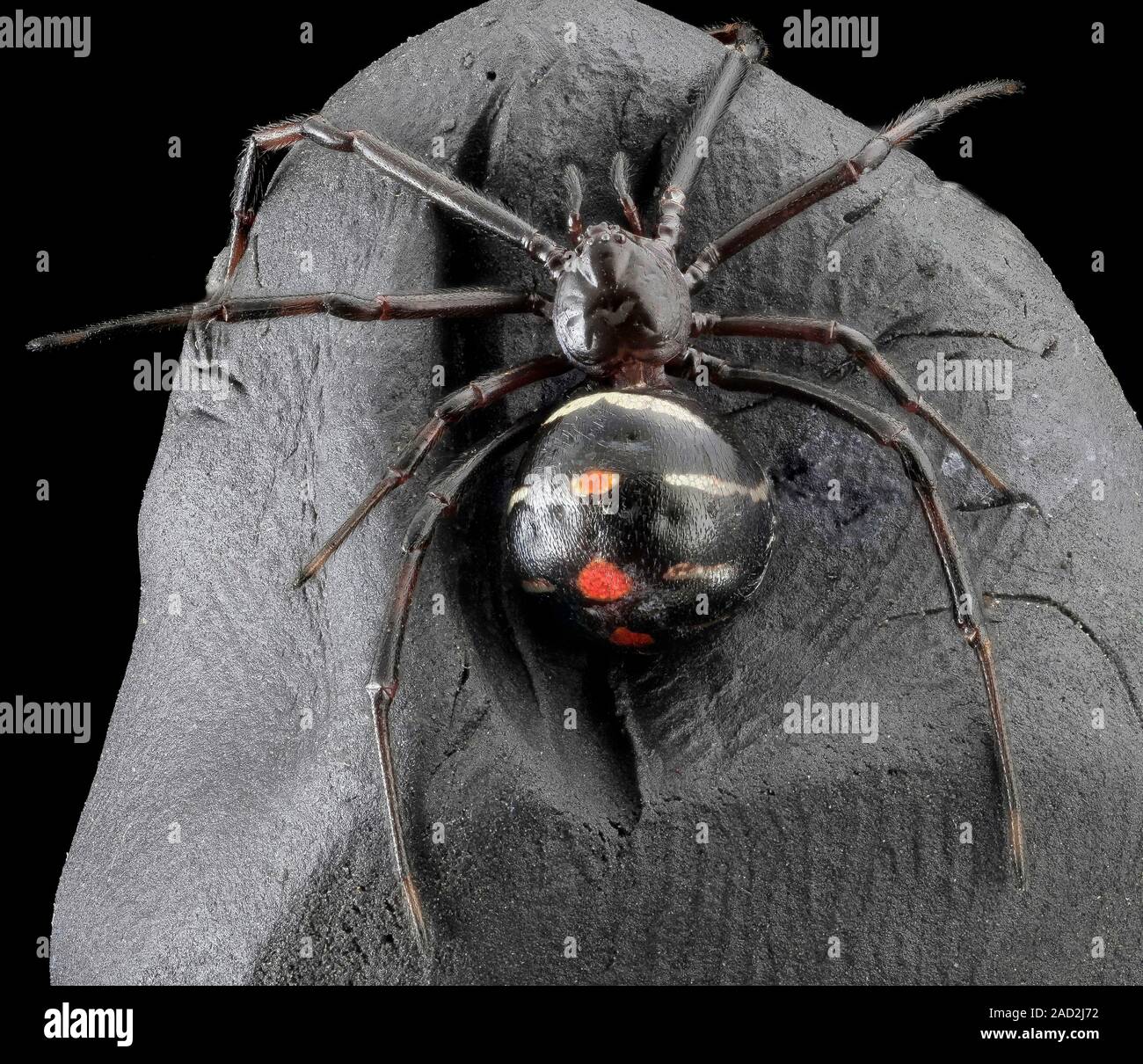 Northern black widow spider. Macrophotograph of the northern black ...