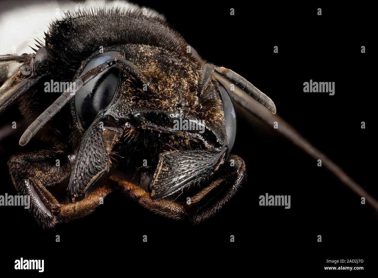 Leafcutter bee. Macrophotograph of the head of a leafcutter bee ...