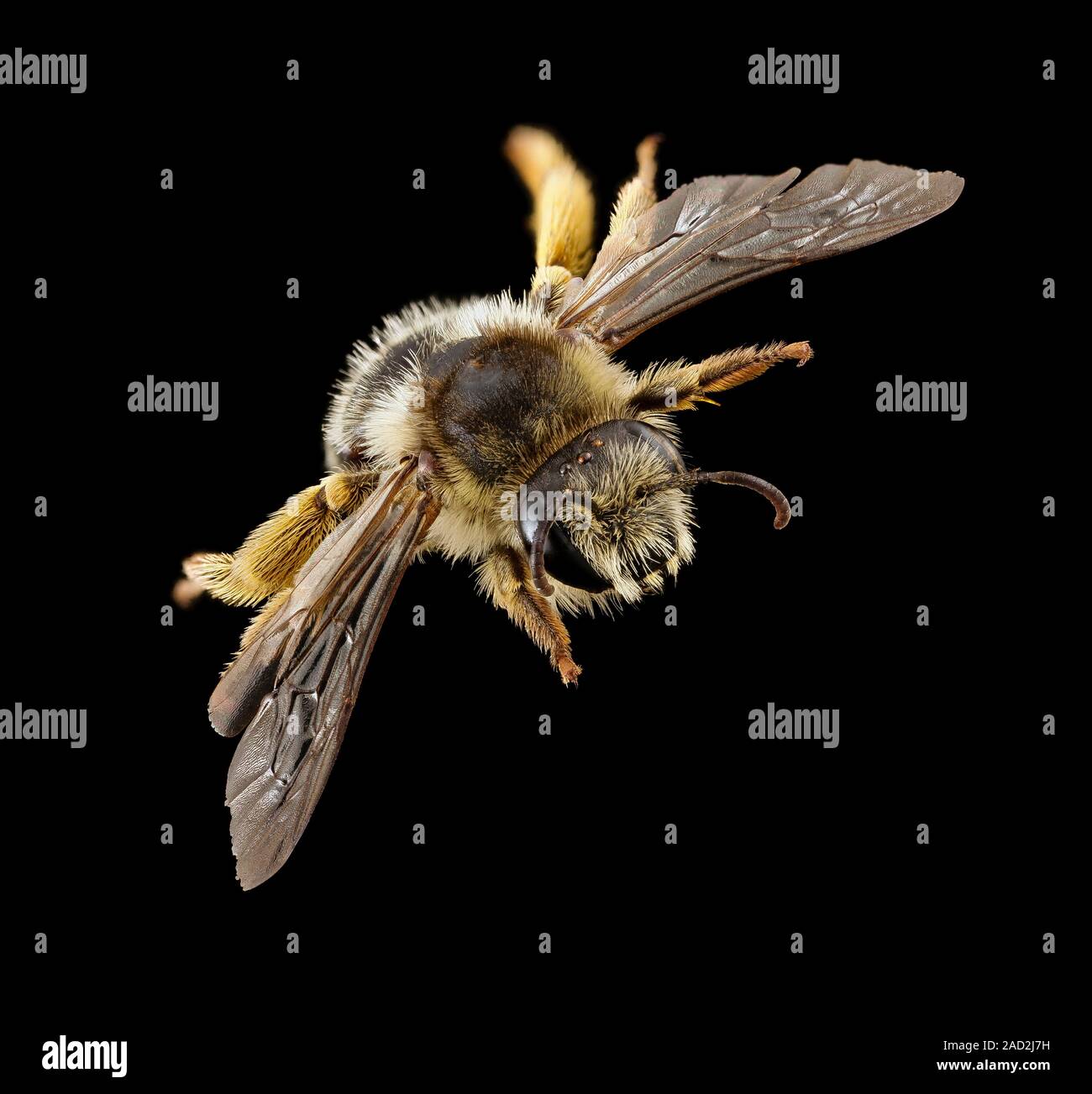 Gold-tailed melitta. Macrophotograph of a gold-tailed melitta (Melitta ...