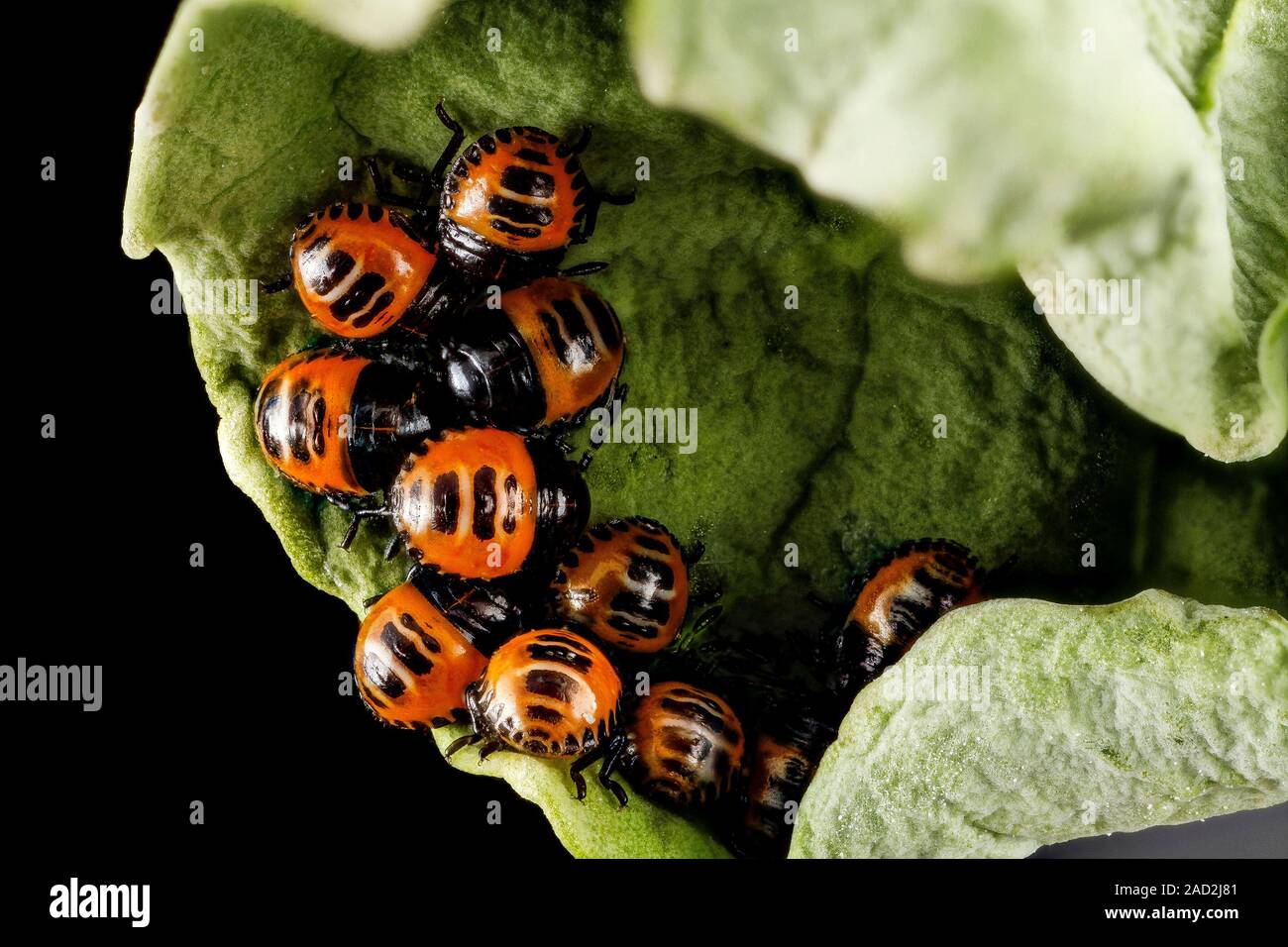 Nymphs of the harlequin cabbage bug. Macrophotograph of the nymphs of ...