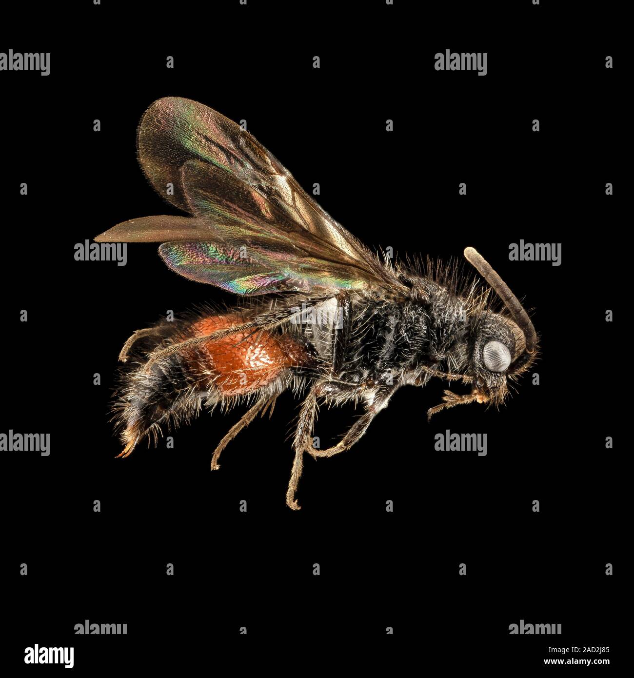 Velvet ant. Macrophotograph of a male velvet ant. Velvet ants (family Mutillidae) are a family ...