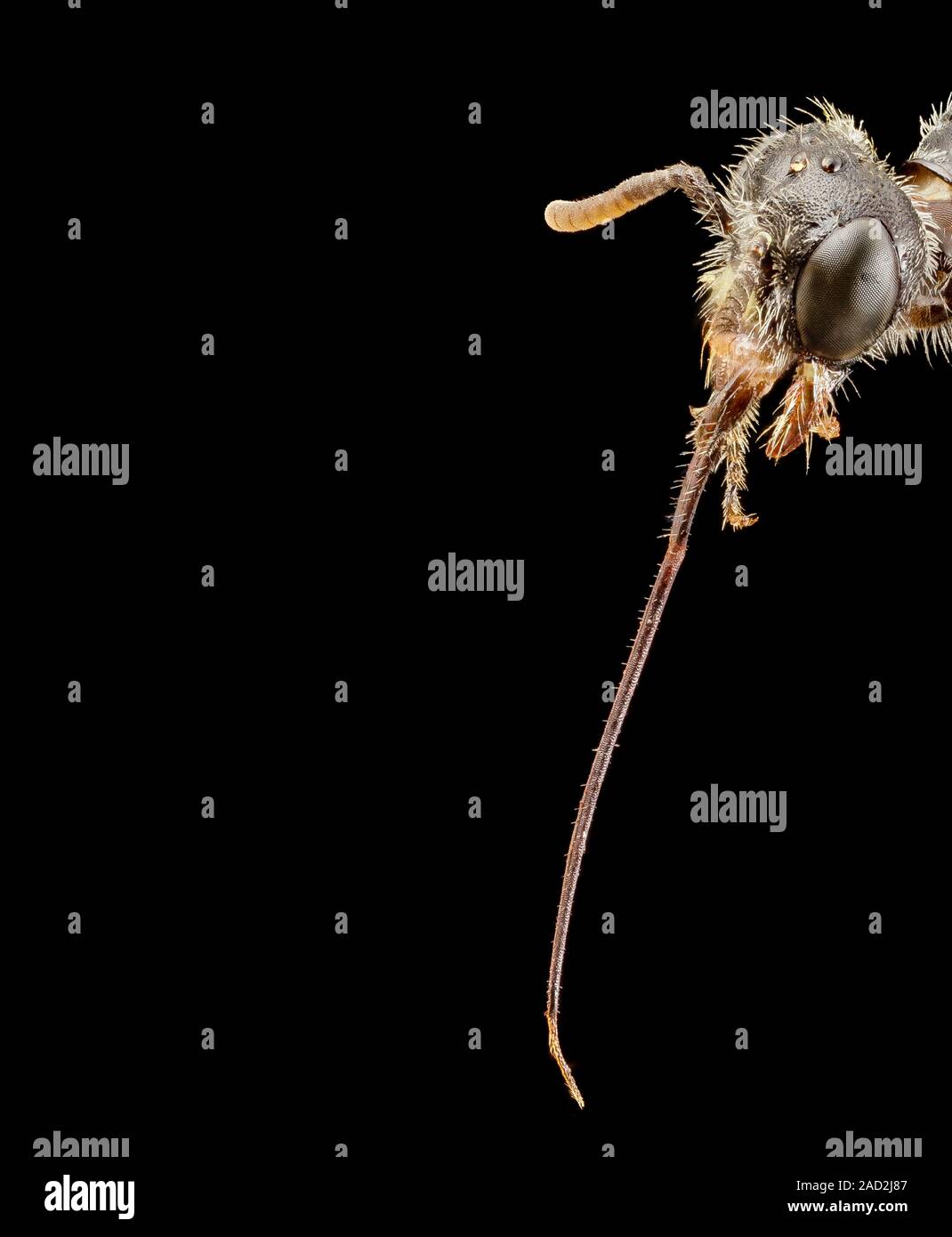 Mining bee. Macrophotograph of the head of a female mining bee ...