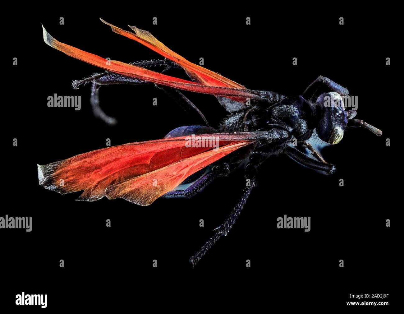 Tarantula hawk. Macrophotograph of a female tarantula hawk (Pepsis ...