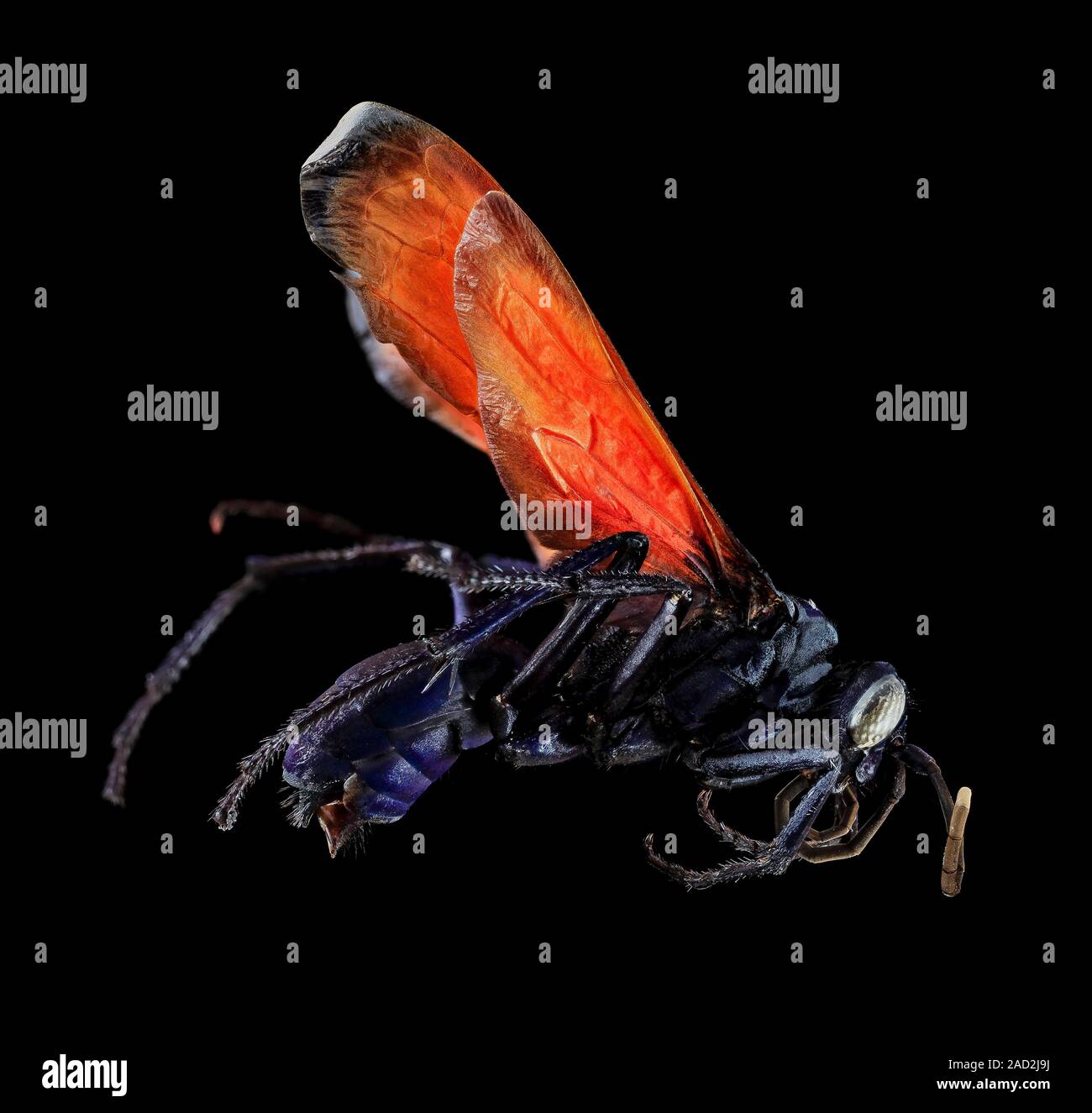 Tarantula hawk. Macrophotograph of a female tarantula hawk (Pepsis ...