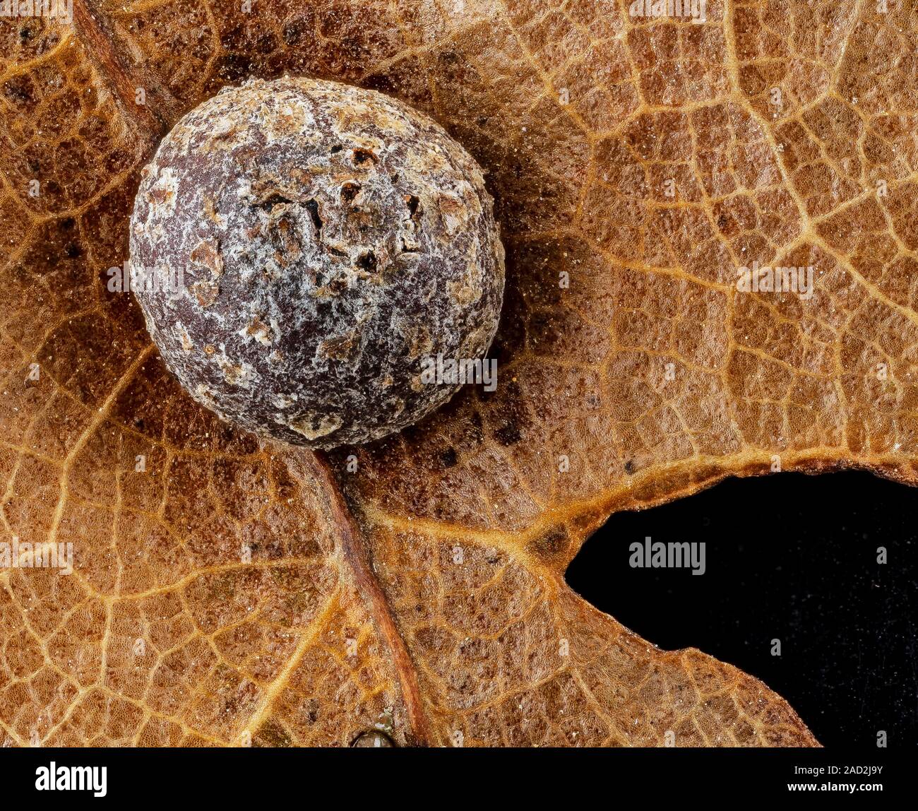 Oak gall. Macrophotograph of a gall on a leaf of the pin oak (Quercus ...