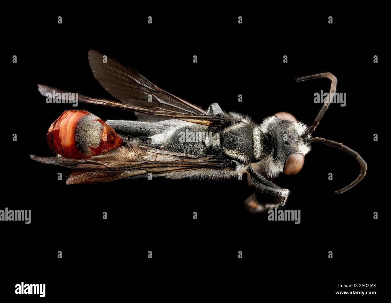 Thread-waisted wasp. Macrophotograph of a thread-waisted wasp (Prionyx ...