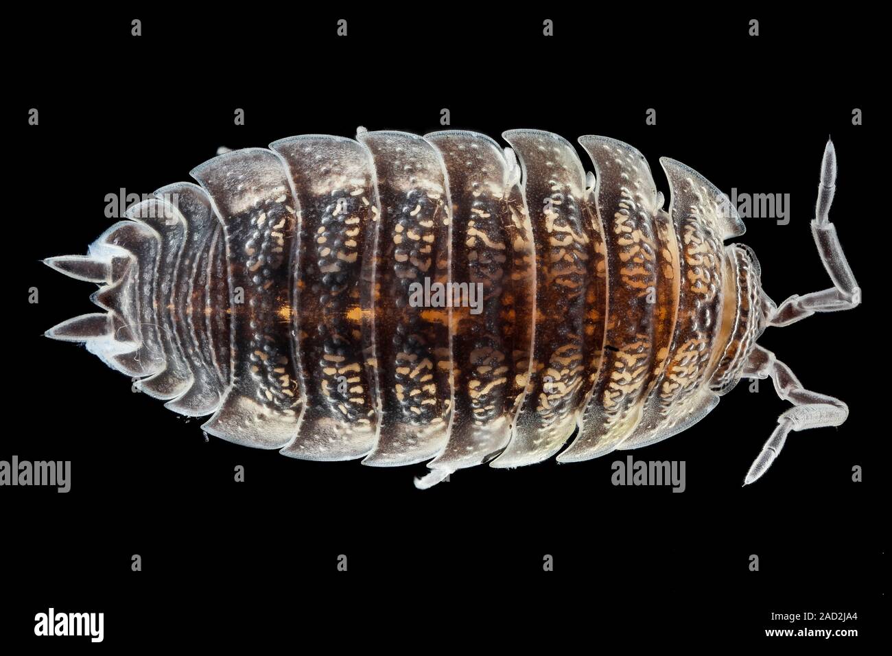 Woodlouse. Macrophotograph of a woodlouse (Trachelipus rathkii ...