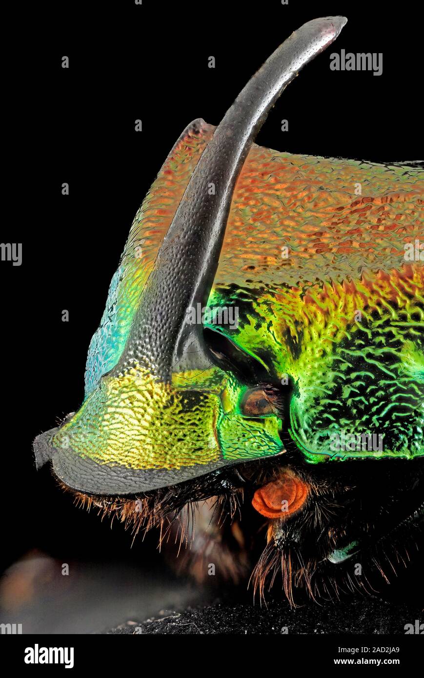 Rainbow scarab beetle. Macrophotograph of the head of a male rainbow ...