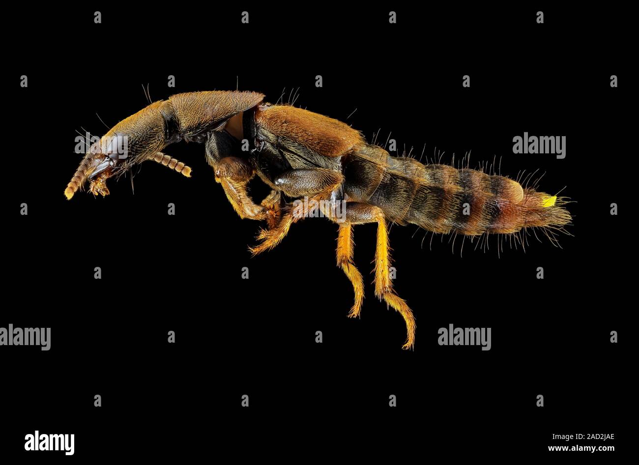 Rove beetle. Macrophotograph of a rove beetle. Rove beetles (family ...