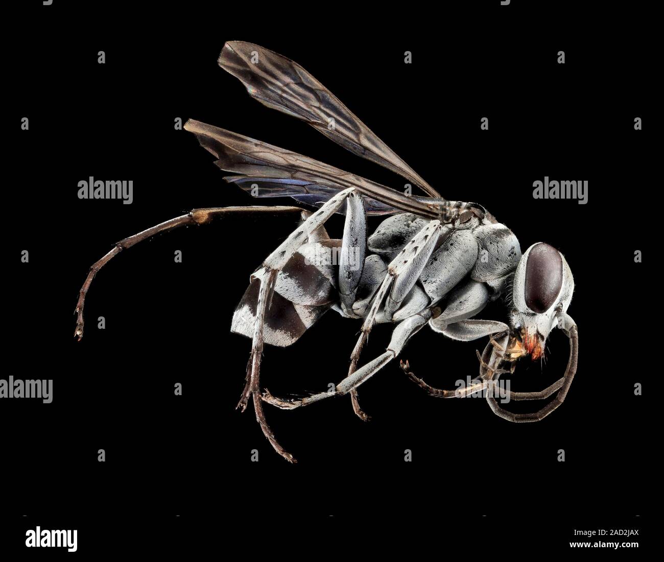 Spider wasp. Macrophotograph of a spider wasp. Spider wasps are ...