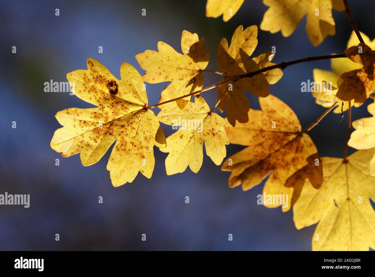 Backlit Field Maple leaves (Acer campestre) in autumn colours ...