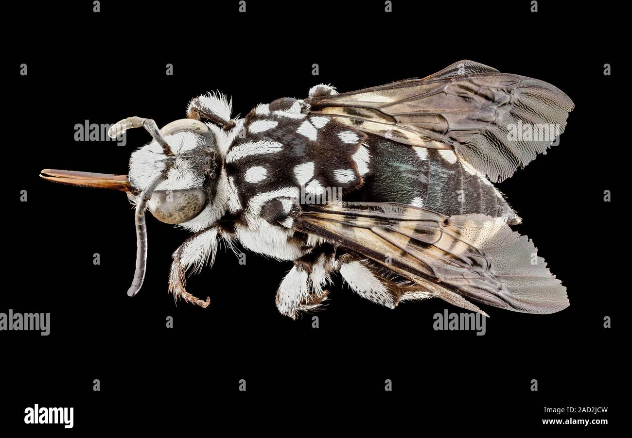 Cuckoo bee. Macrophotograph of a cuckoo bee (Thyreus sp.). Cuckoo bees ...