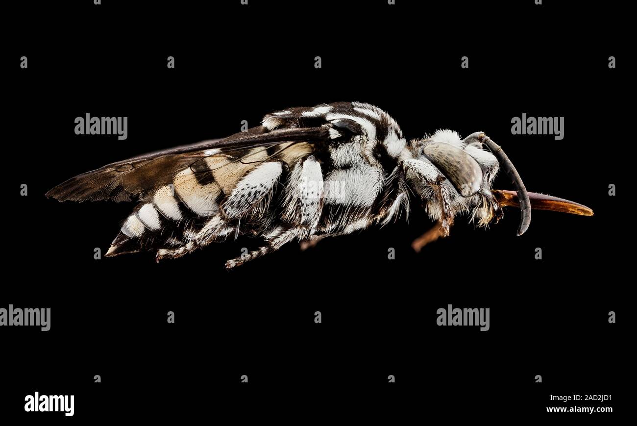 Cuckoo bee. Macrophotograph of a cuckoo bee (Thyreus sp.). Cuckoo bees ...