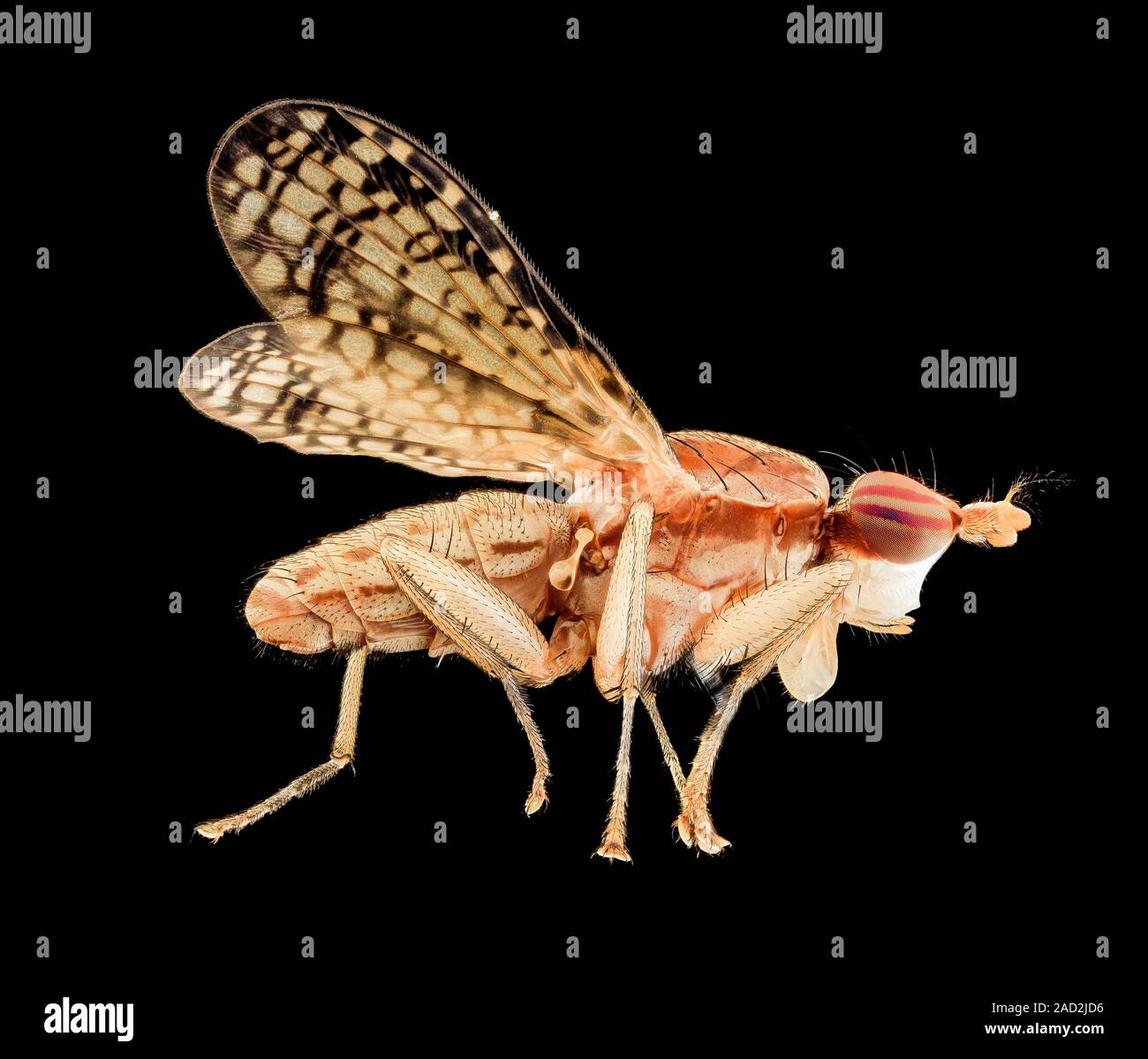 Marsh fly. Macrophotograph of a marsh fly (Trypetoptera canadensis ...