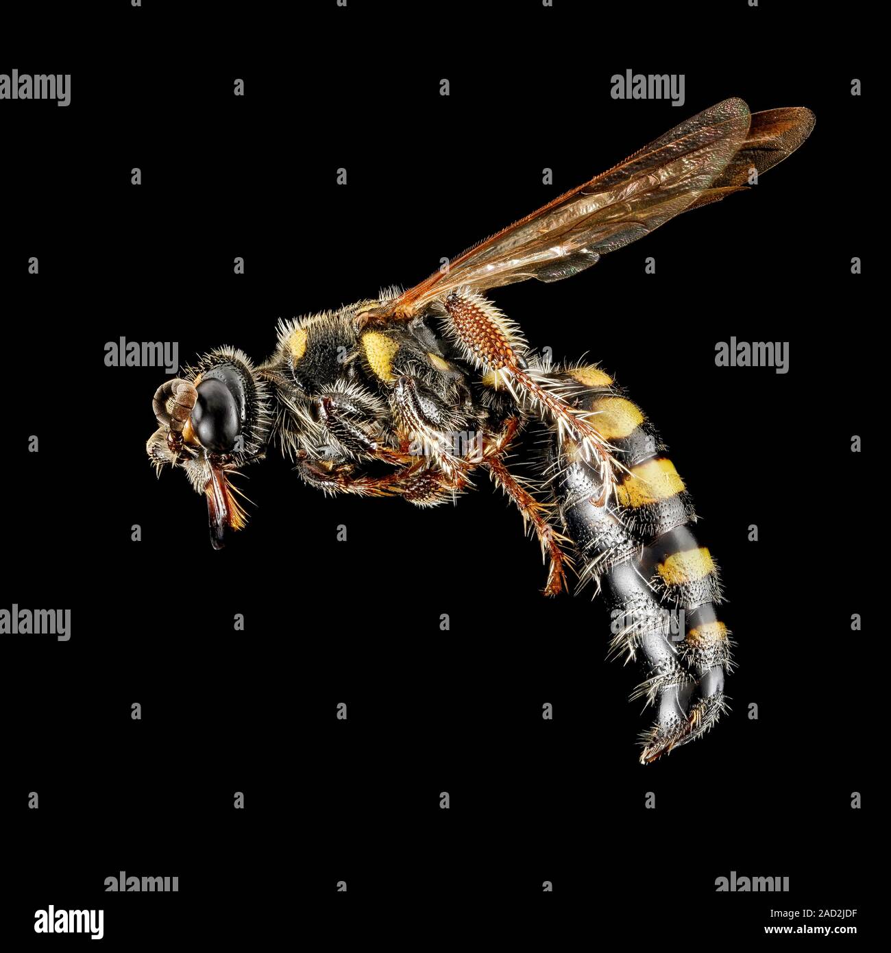 Tiphiid wasp. Macrophotograph of a female tiphiid wasp (Myzinum ...