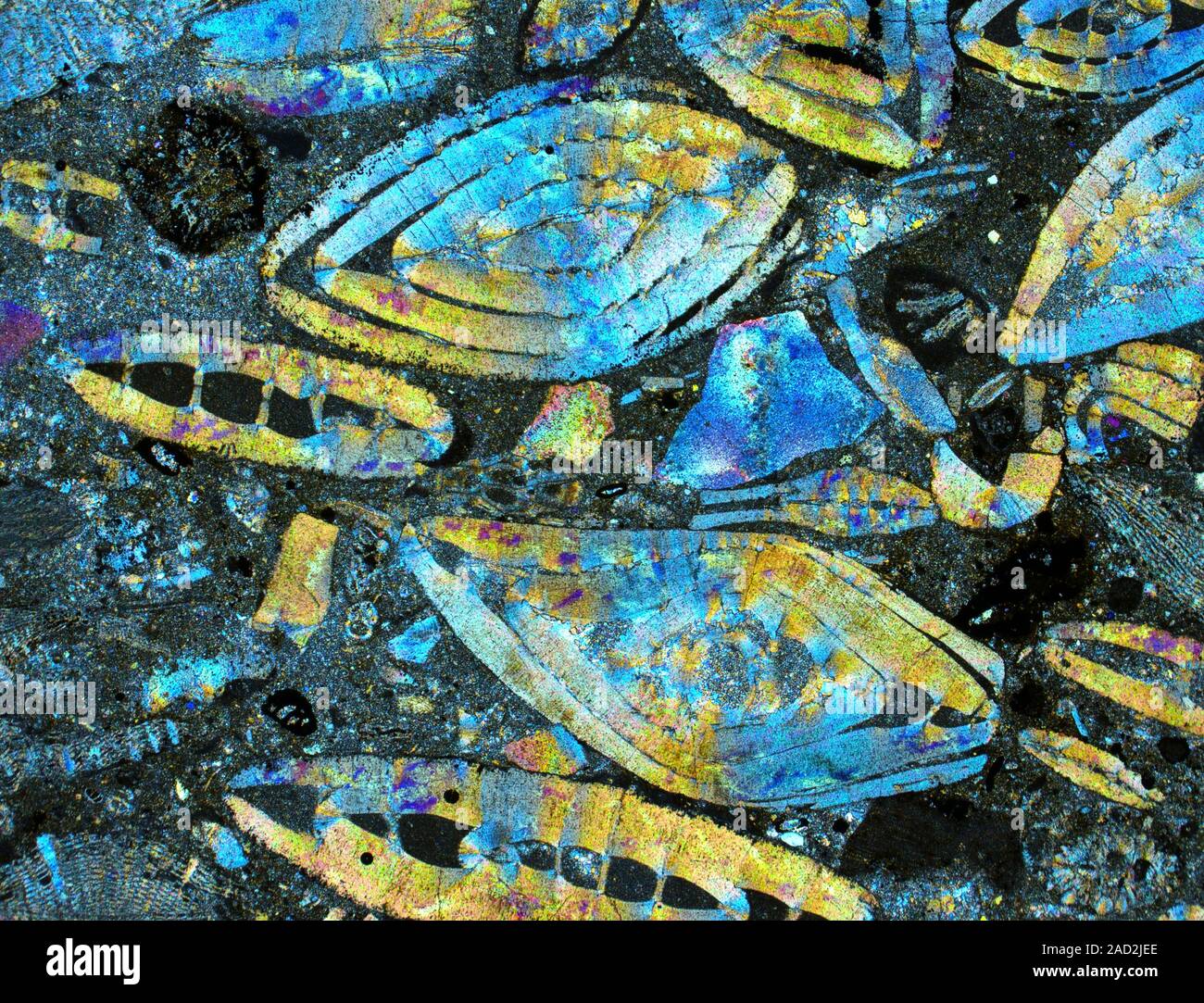 Nummulitic limestone. Polarised light micrograph of a thin section of a ...