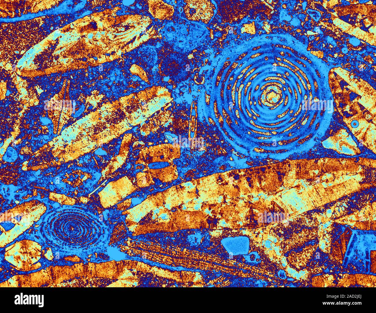 Nummulitic limestone. Polarised light micrograph of a thin section of a ...