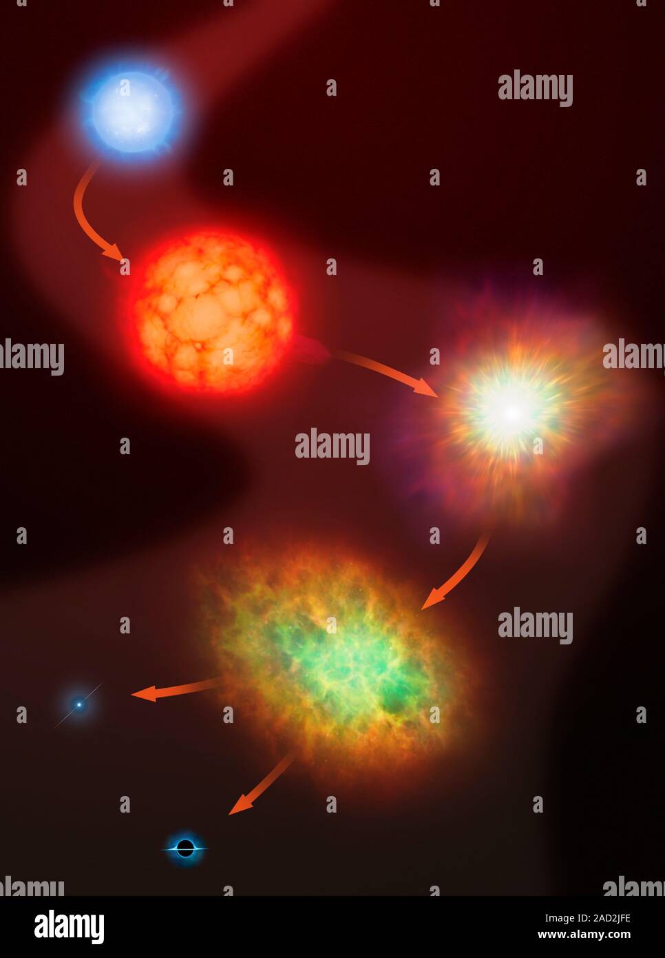 This illustration shows the life of a blue star starting from the main ...