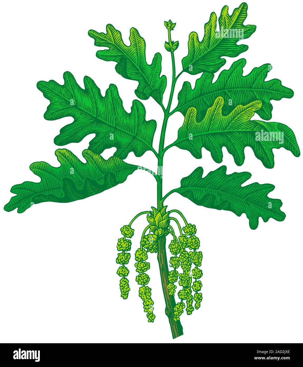 Oak leaves and flowers, illustration Stock Photo - Alamy