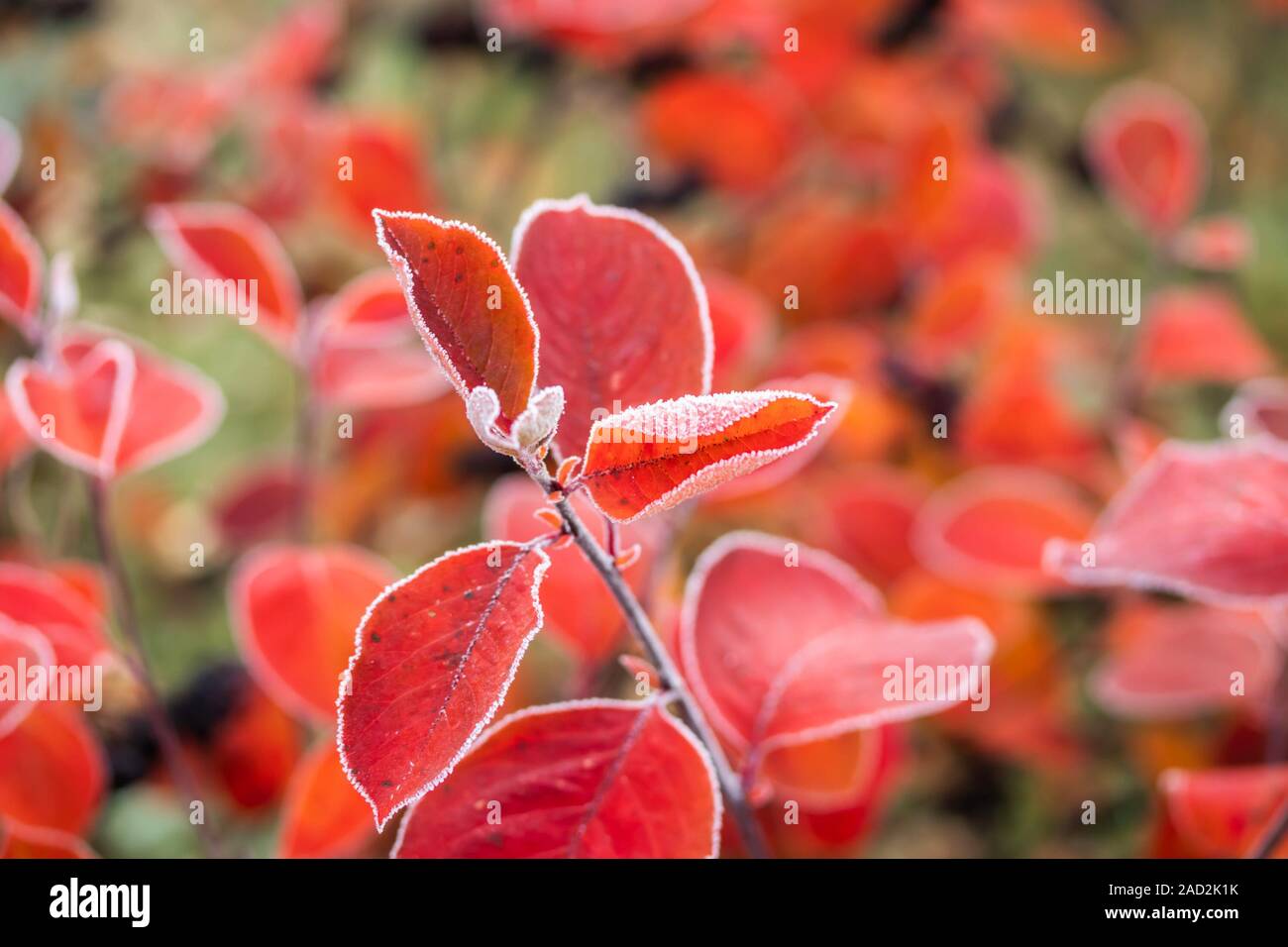 Beautiful red aronia leaves with a frosty edge Stock Photo - Alamy