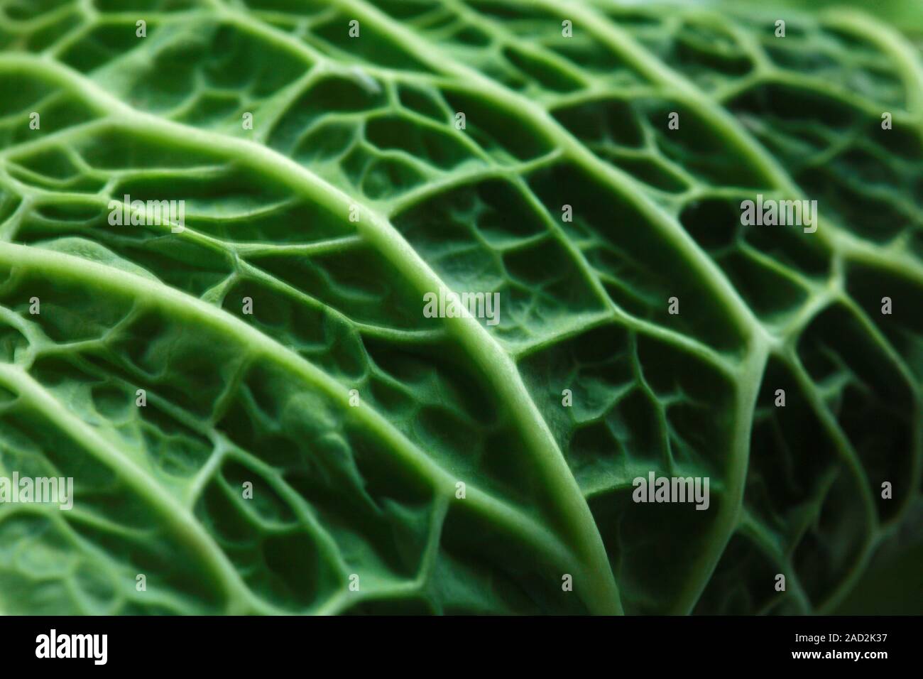 Savoy cabbage. Close-up of a leaf of Savoy cabbage, a cultivar of the ...
