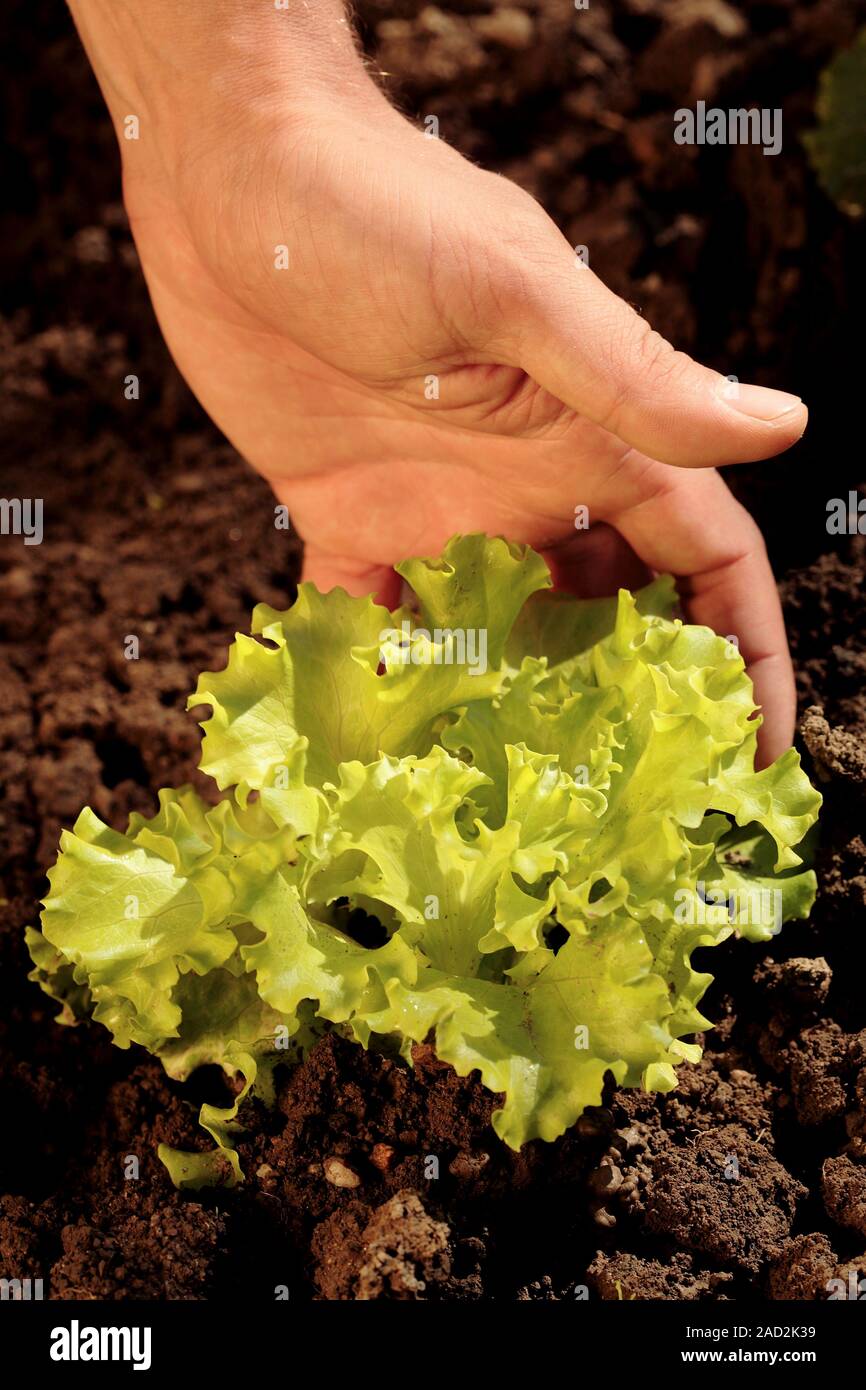 Lettuce cultivation. Close-up of a lettuce plant (Lactuca sativa ...