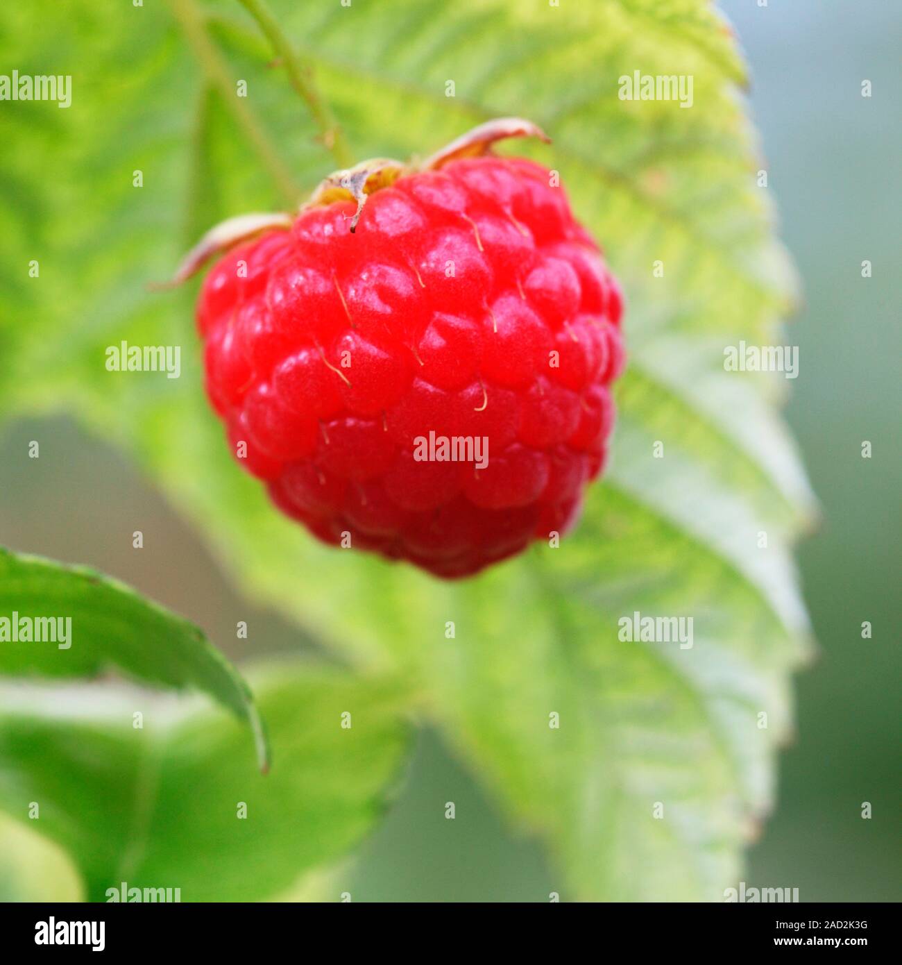 Raspberry. This is the fruit of the raspberry plant (Rubus idaeus). It ...
