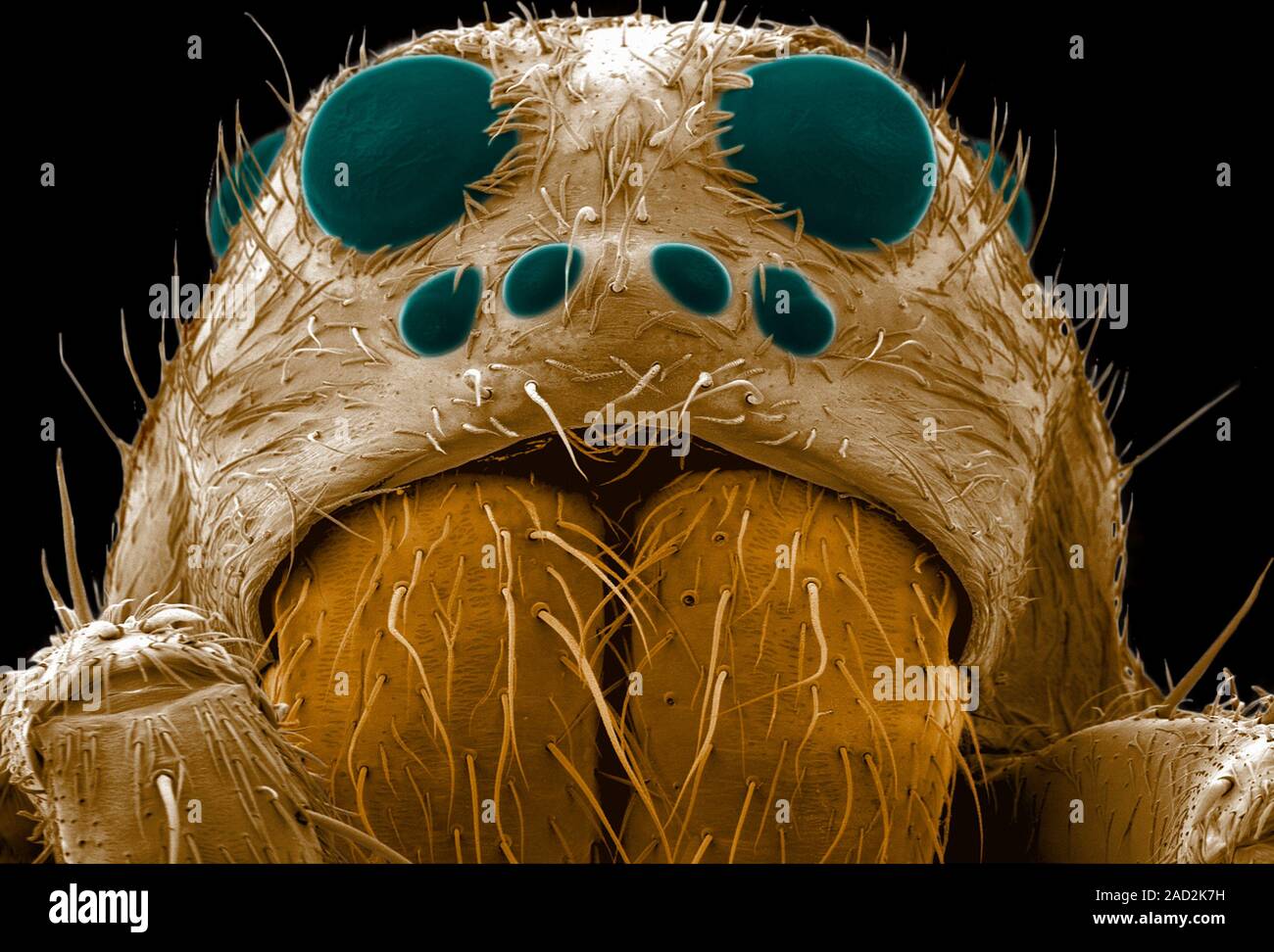 Wolf spider's head. Coloured environmental scanning electron micrograph ...