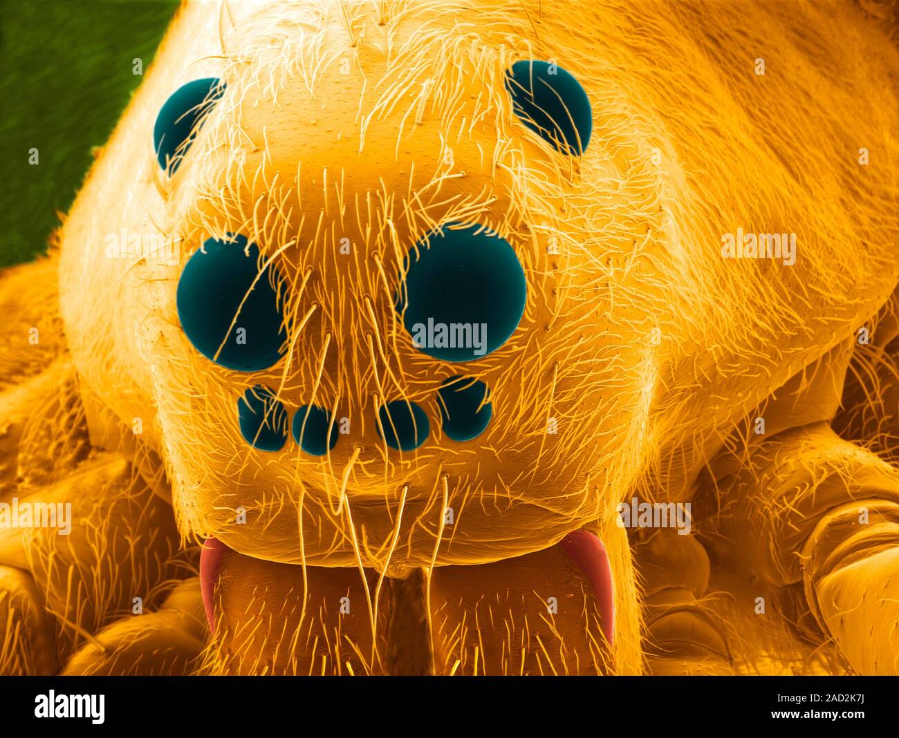 Wolf spider's head. Coloured environmental scanning electron micrograph ...