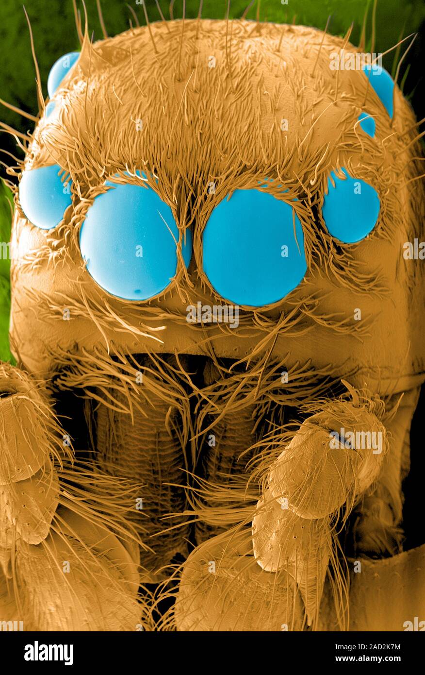 Jumping spider's head. Coloured environmental scanning electron ...
