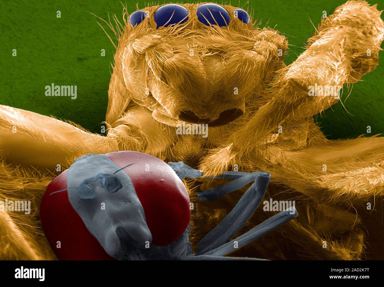 Jumping spider catching prey. Coloured environmental scanning electron ...