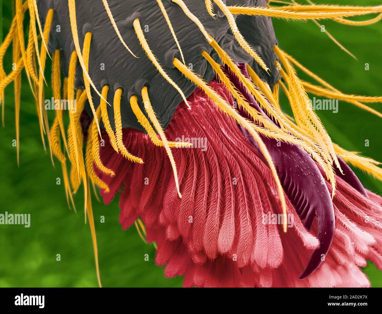 Jumping spider's fang. Coloured environmental scanning electron ...