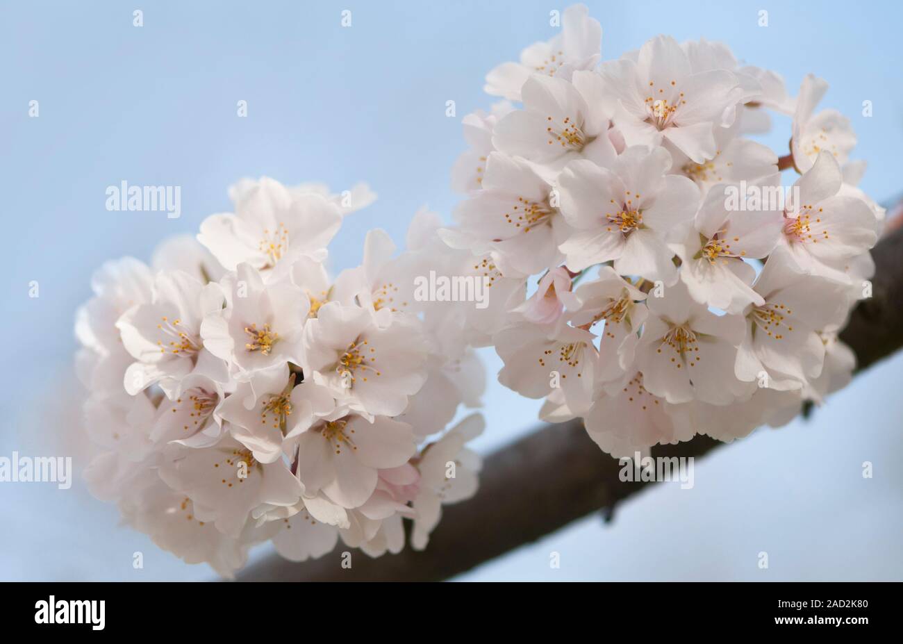 Yoshino cherry (Prunus x yedoensis) flowers blossoming on the branch of ...