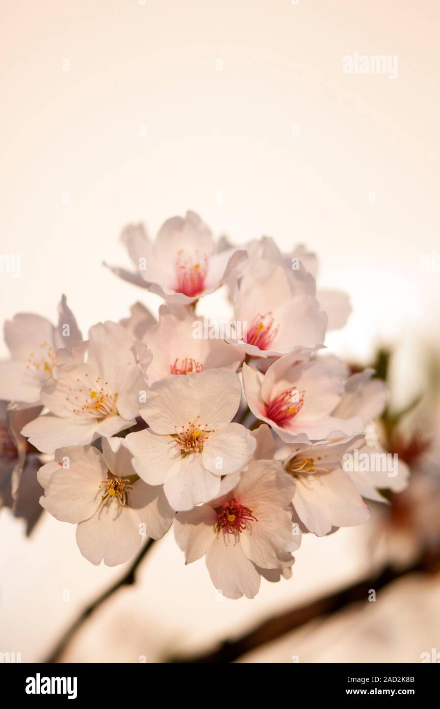 Yoshino cherry (Prunus x yedoensis) flowers blossoming on the branch of ...