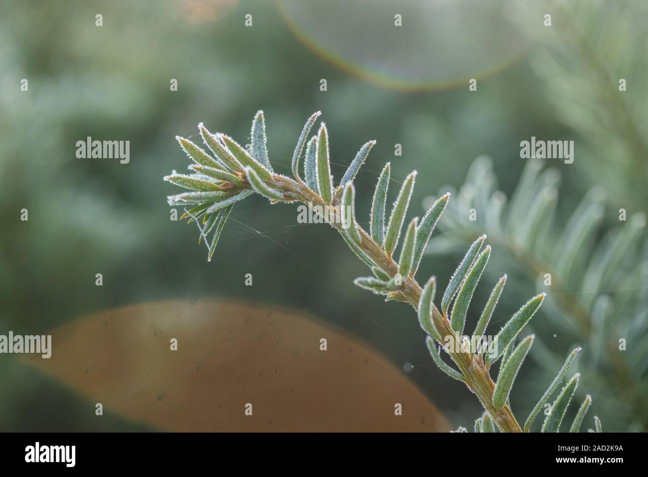Coniferous tree needles with hoarfrost at autumn. Bokeh effect Stock ...