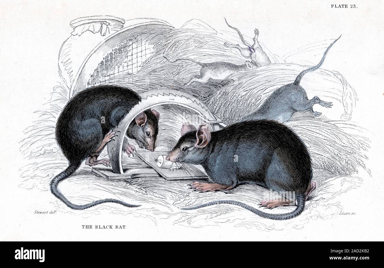Black Rat - Rattus rattus - caught in trap. This is the rat that is a ...