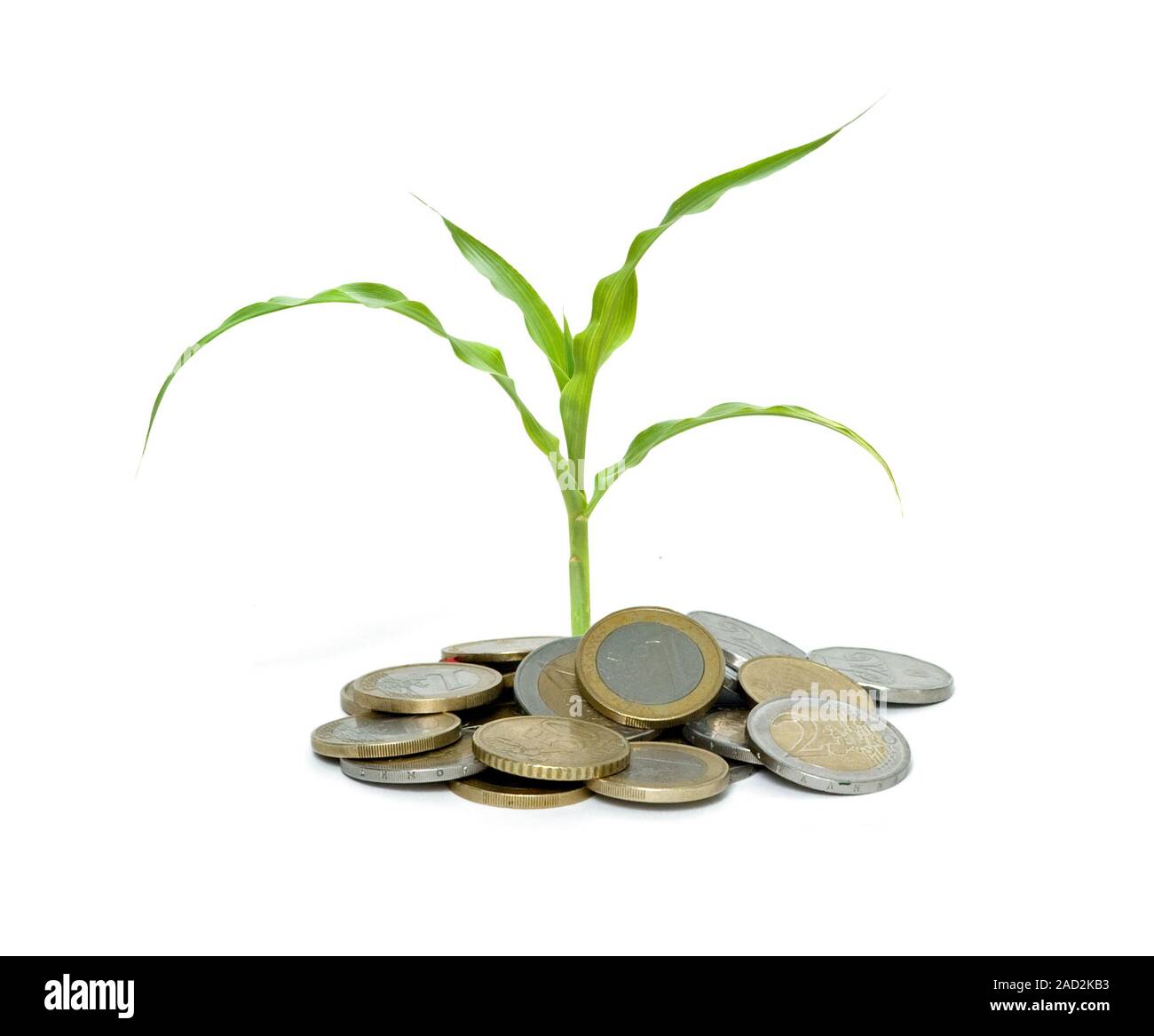 Corn growing from pile of coins Stock Photo - Alamy