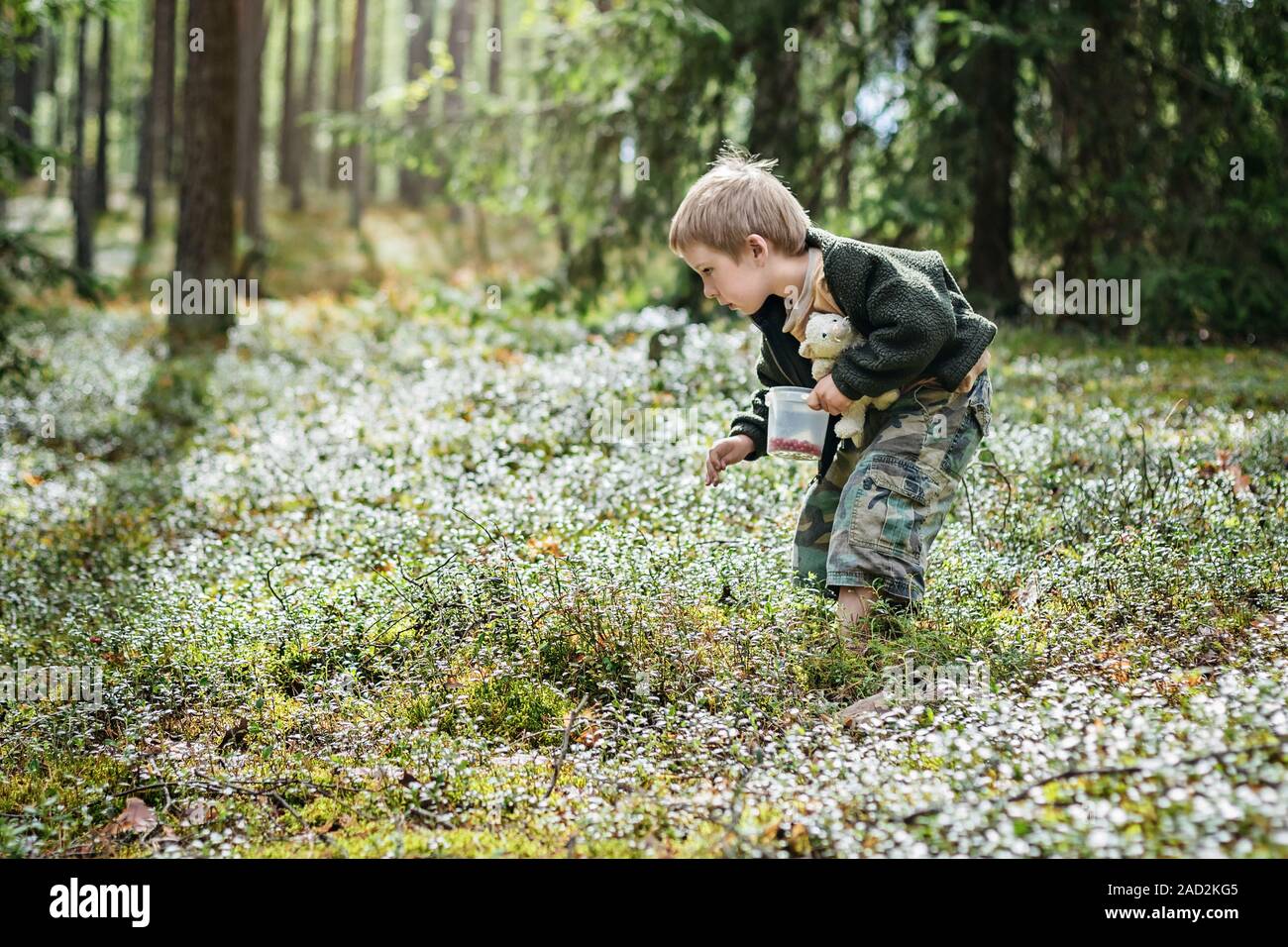 Boy picking red berries in a forest Stock Photo - Alamy