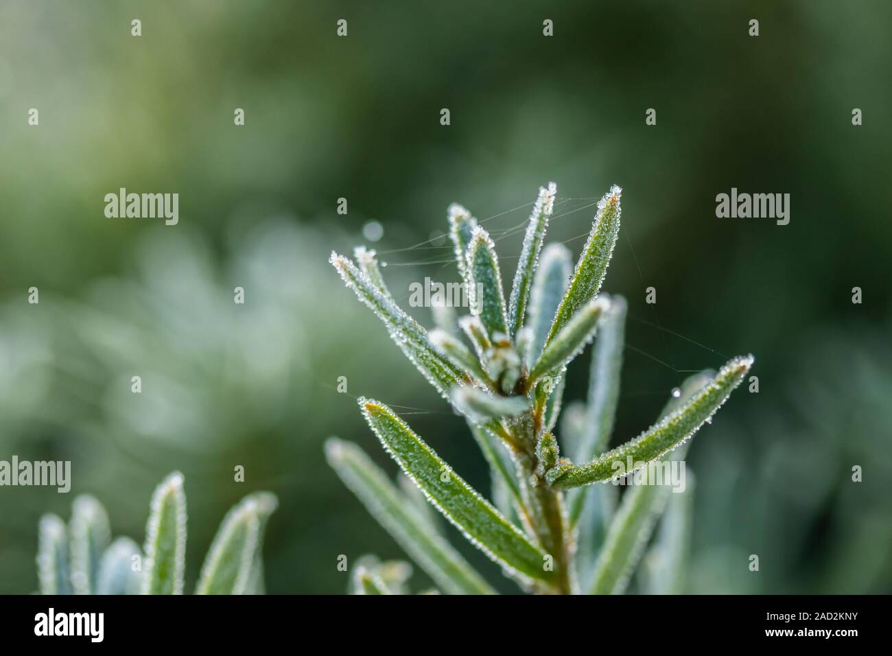 Coniferous tree needles with hoarfrost at autumn. Bokeh effect Stock ...