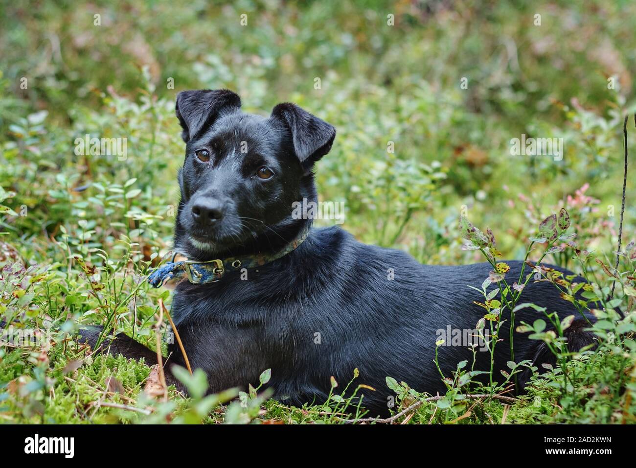 Black mongrel dog in a forest, laying down between bilberry bushes ...