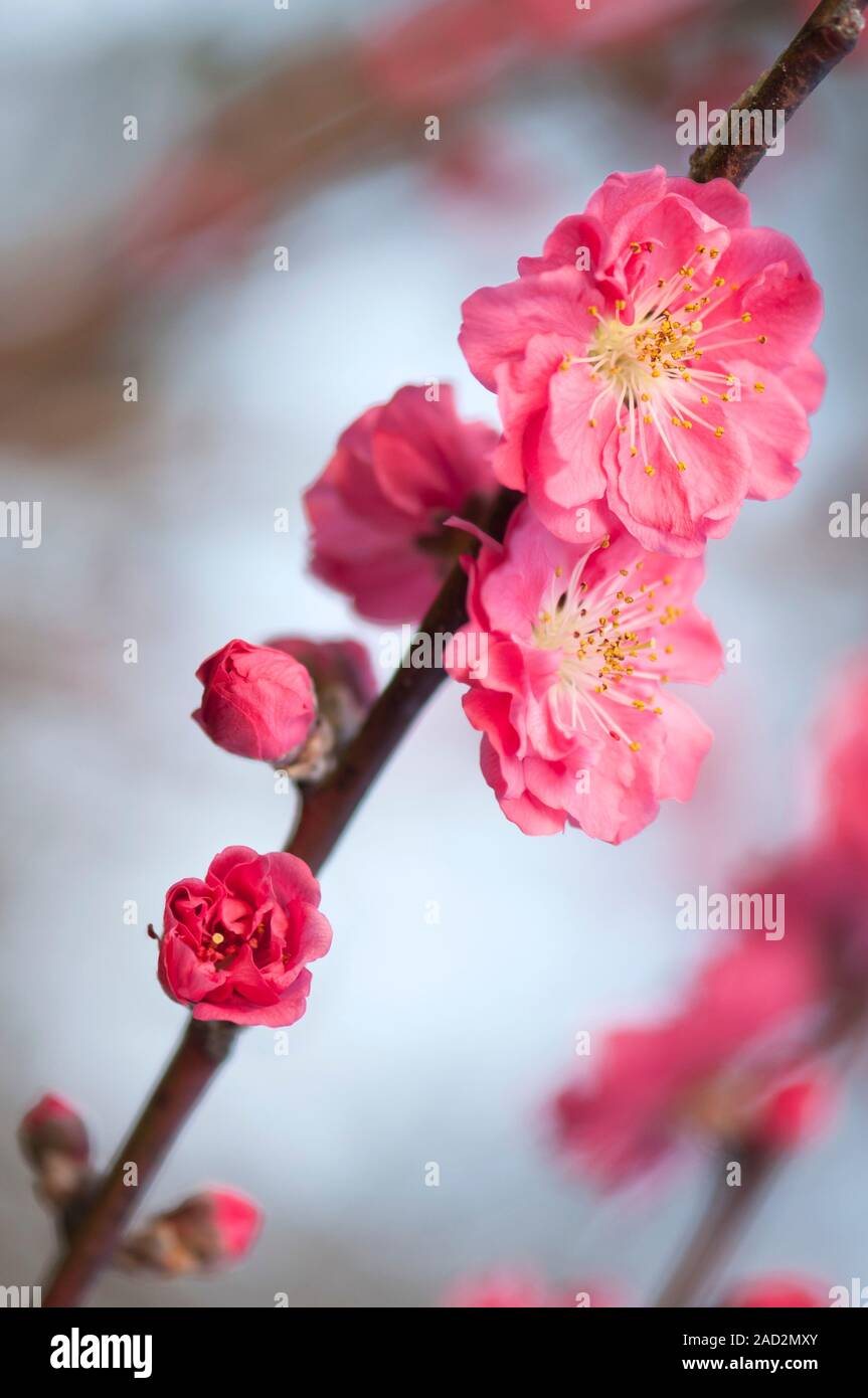 Peach tree (Prunus persica 'Red Baron') flowers blossoming Stock Photo ...