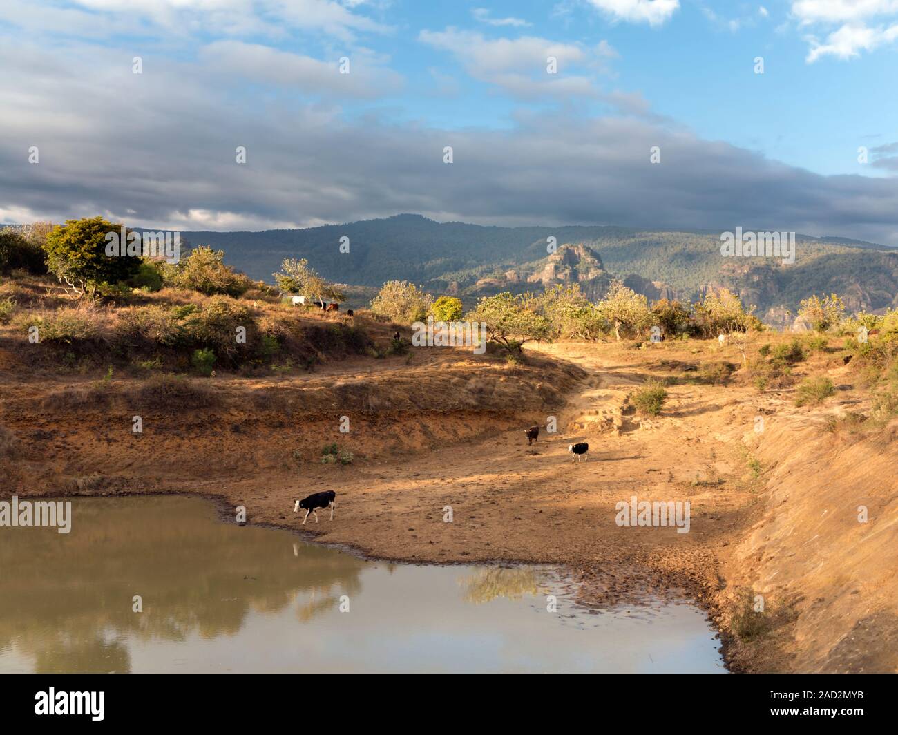 Extensive cattle farming with artificial water pool in semi-arid area ...
