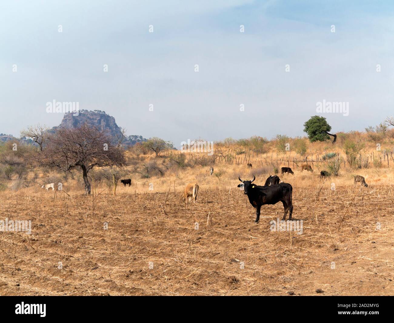 Extensive cattle farming. Cows being sent on a harvested corn field ...